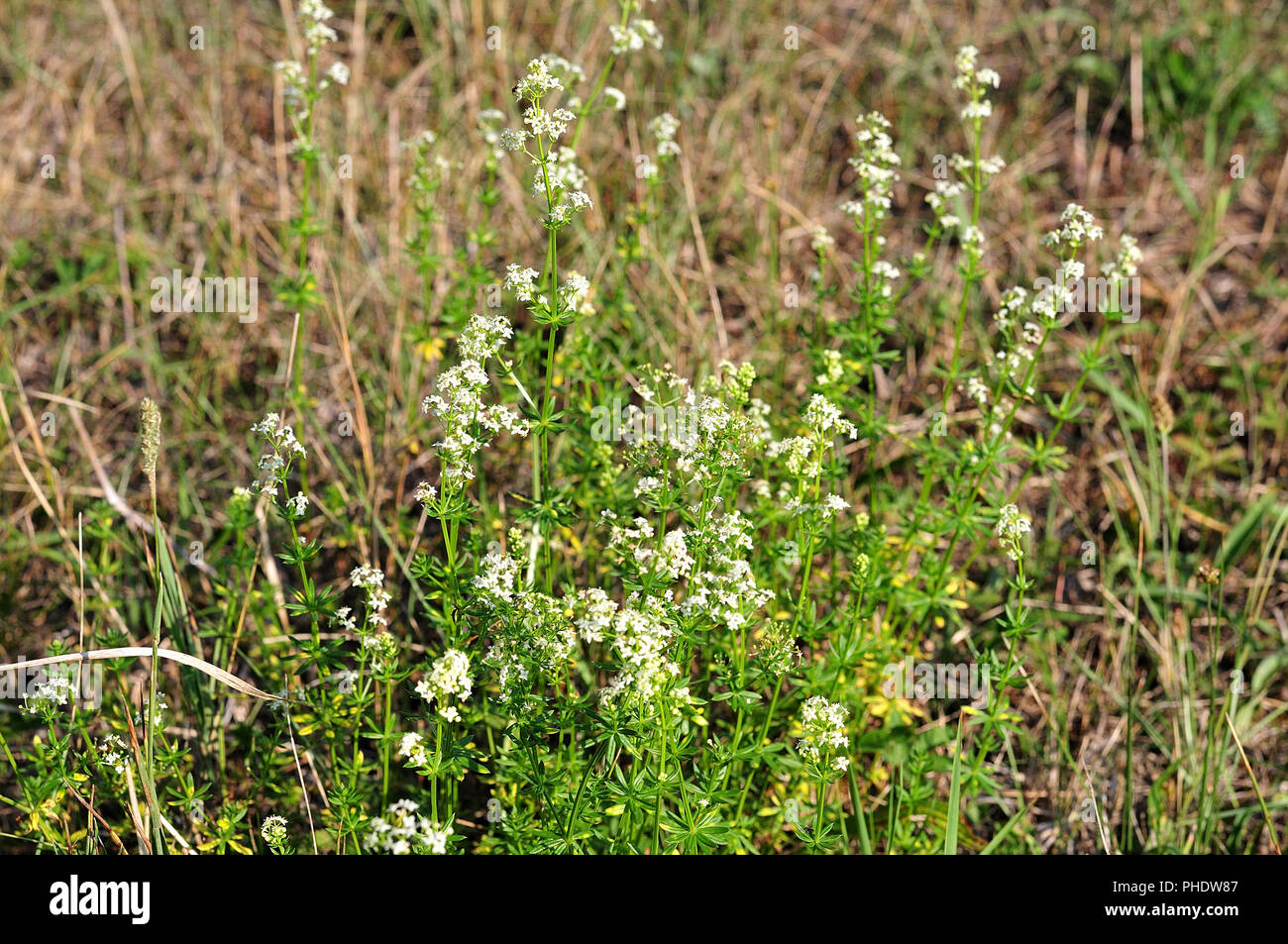 Galium Album