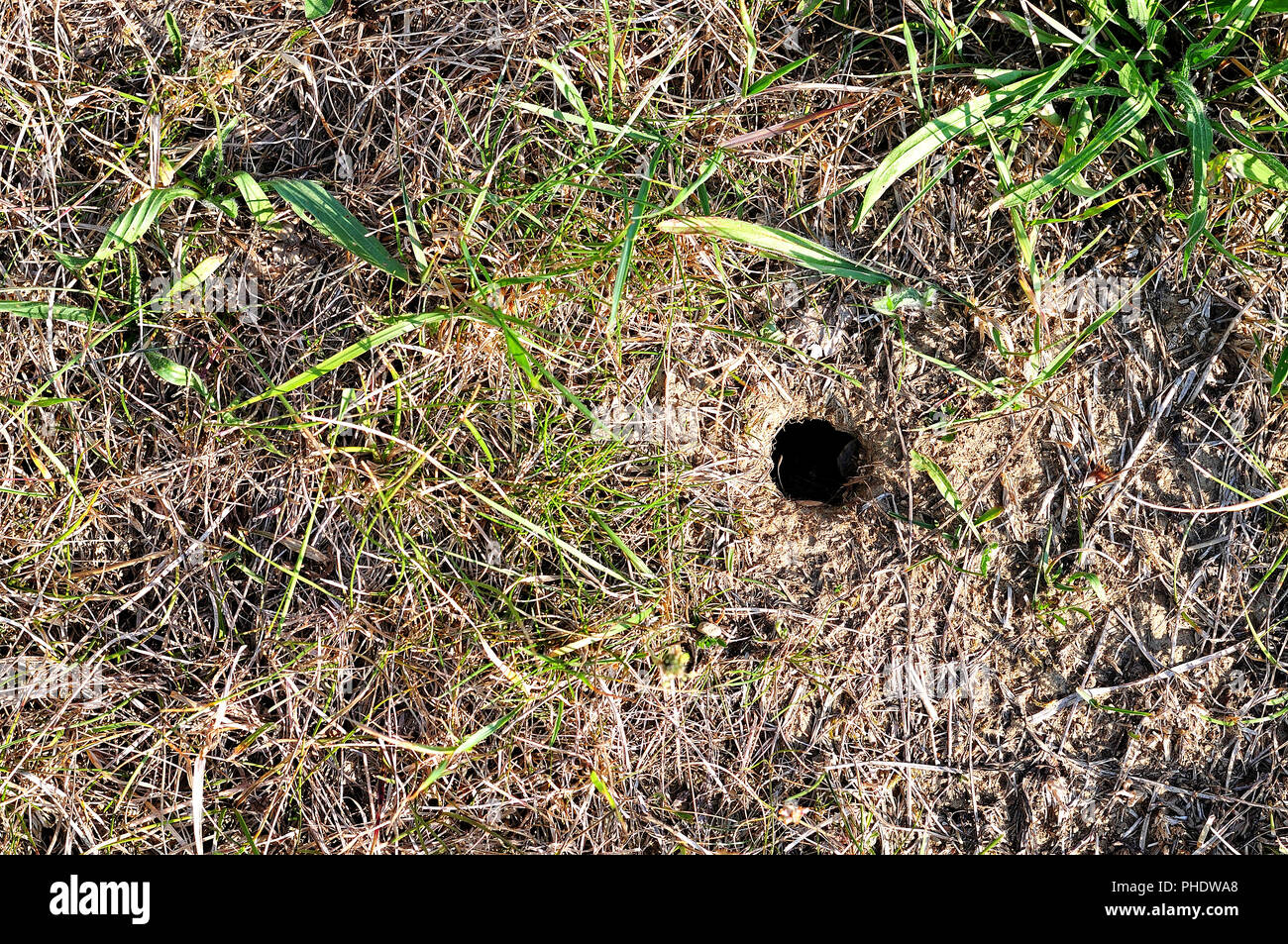 summer meadow with dry grass and mouse hole Stock Photo - Alamy