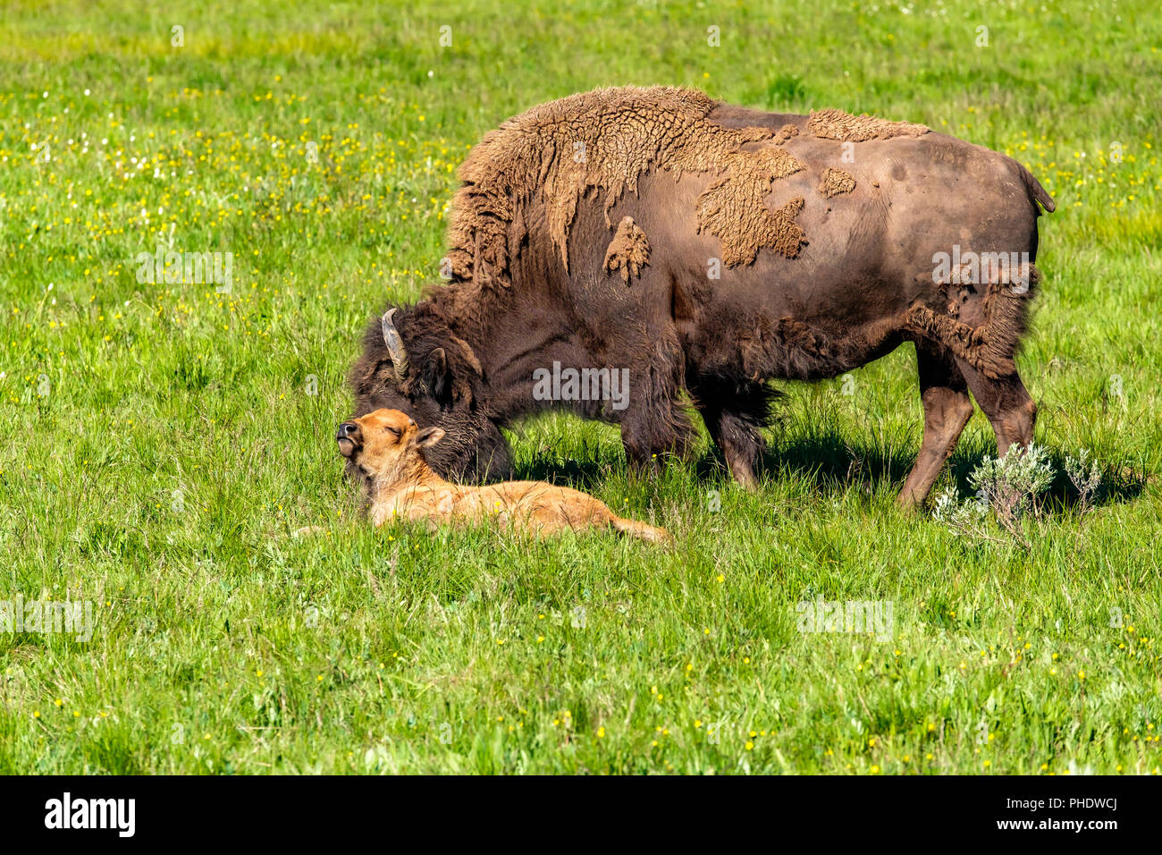 American bison family in Yellowstone Stock Photo - Alamy