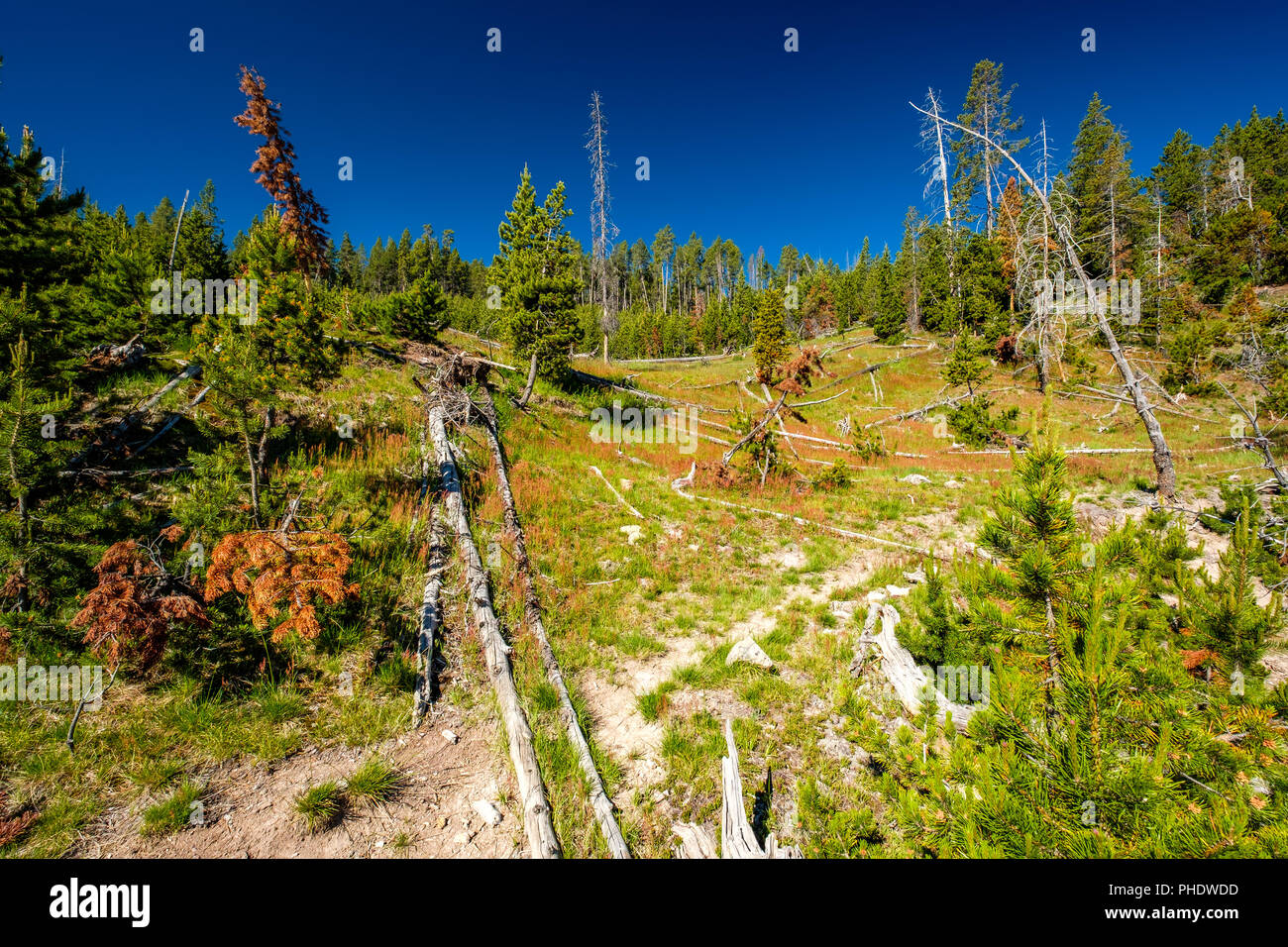 Forest in Yellowstone National Park Stock Photo - Alamy