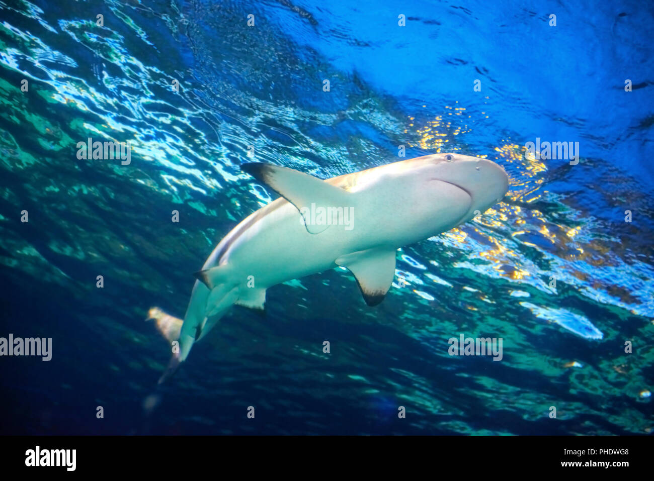 Caribbean reef shark Stock Photo - Alamy