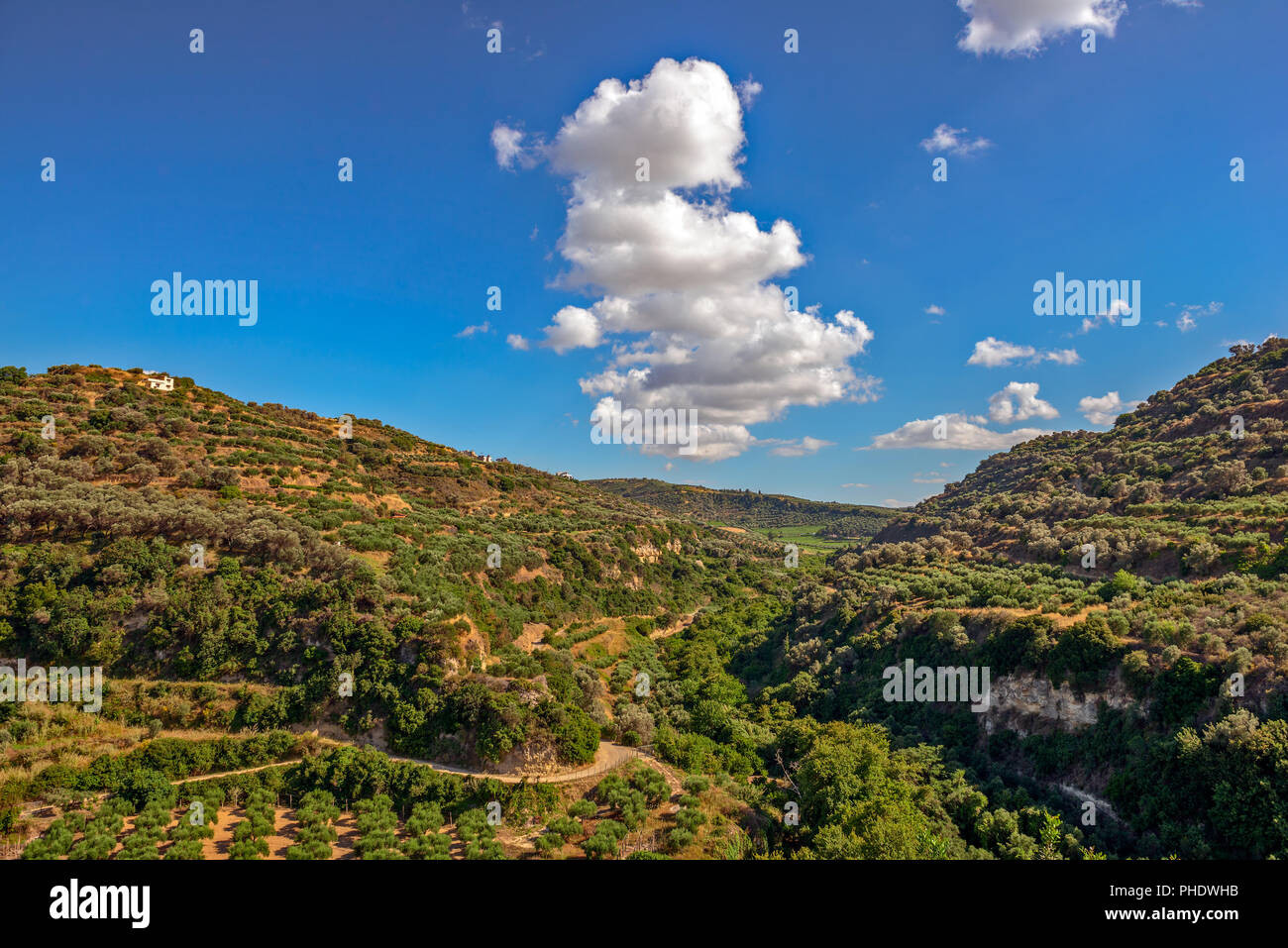 Crete greece olive hi-res stock photography and images - Alamy