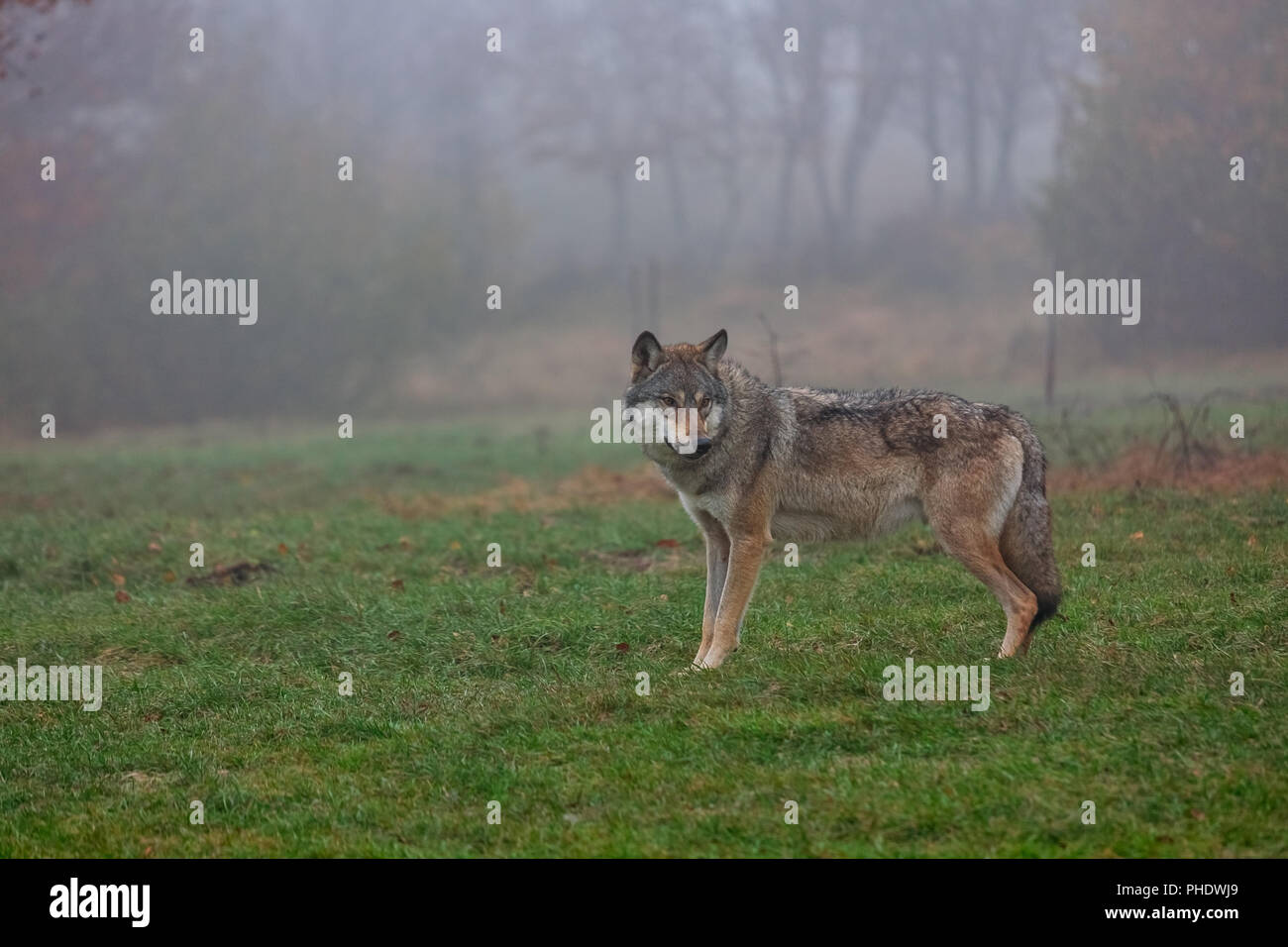 European gray wolf Stock Photo - Alamy