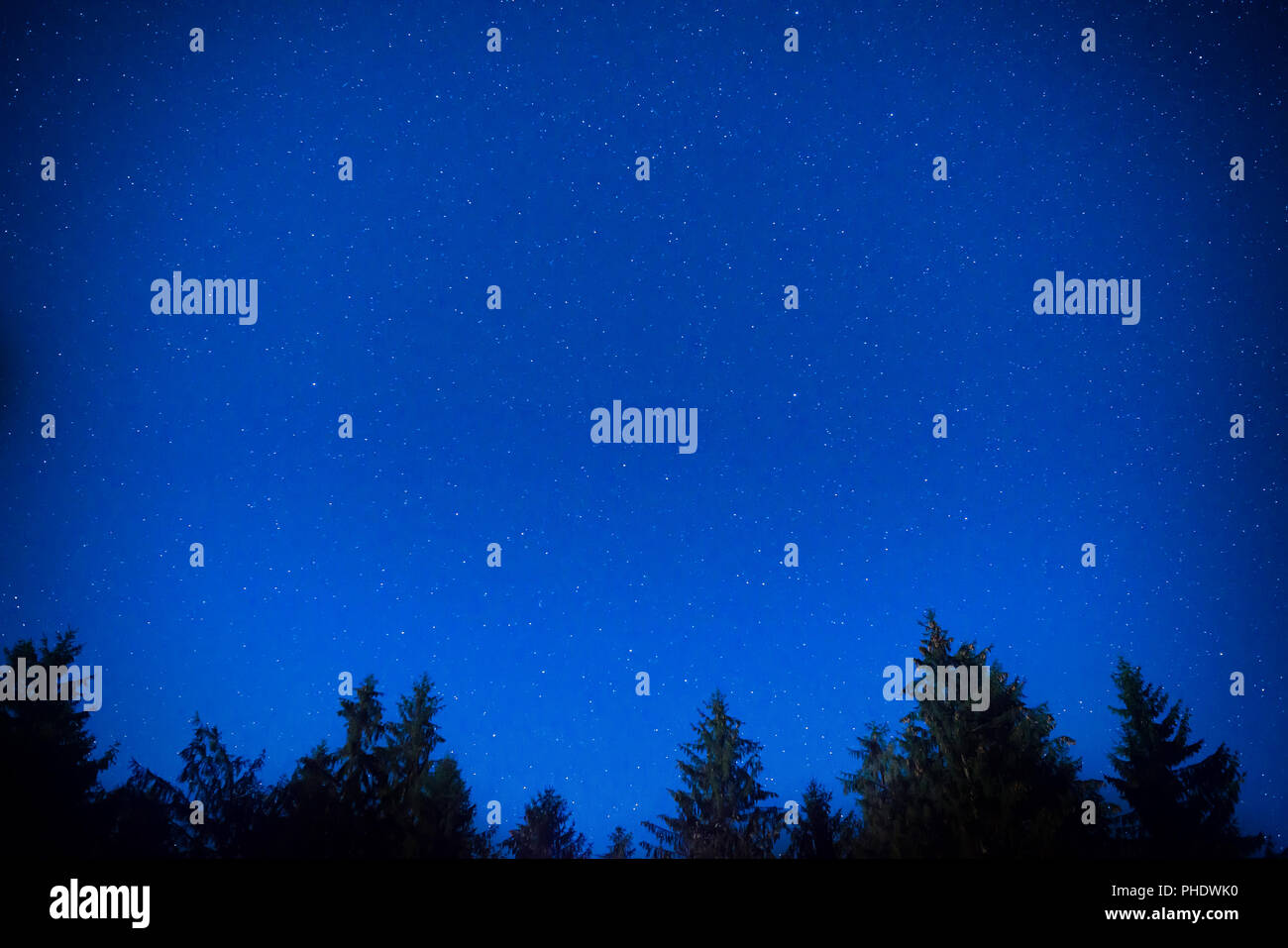 Dark blue night pine trees over sky Stock Photo - Alamy