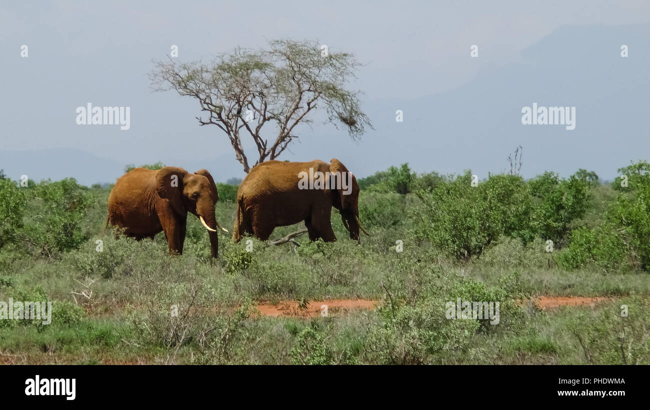 Kenya elephants hi-res stock photography and images - Alamy