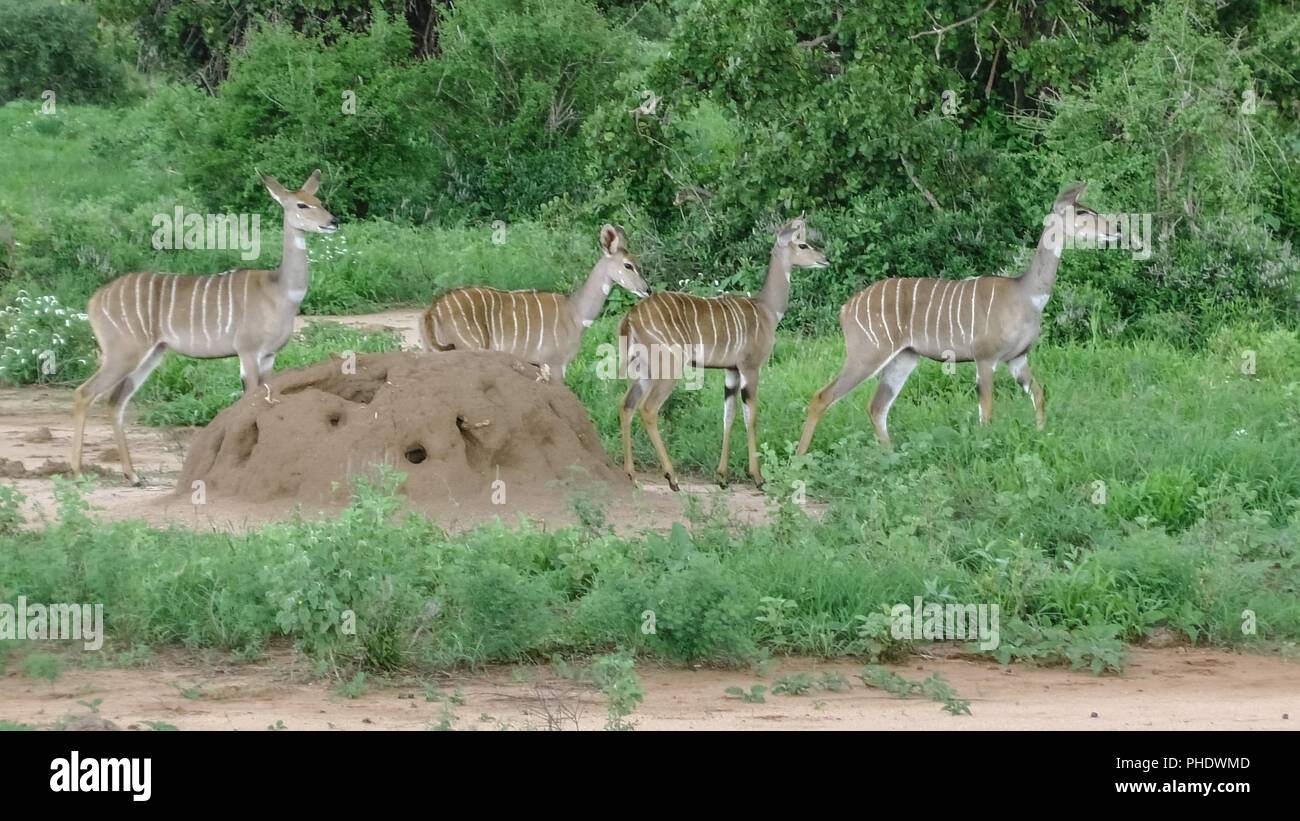 Antelopes in Kenya Stock Photo - Alamy