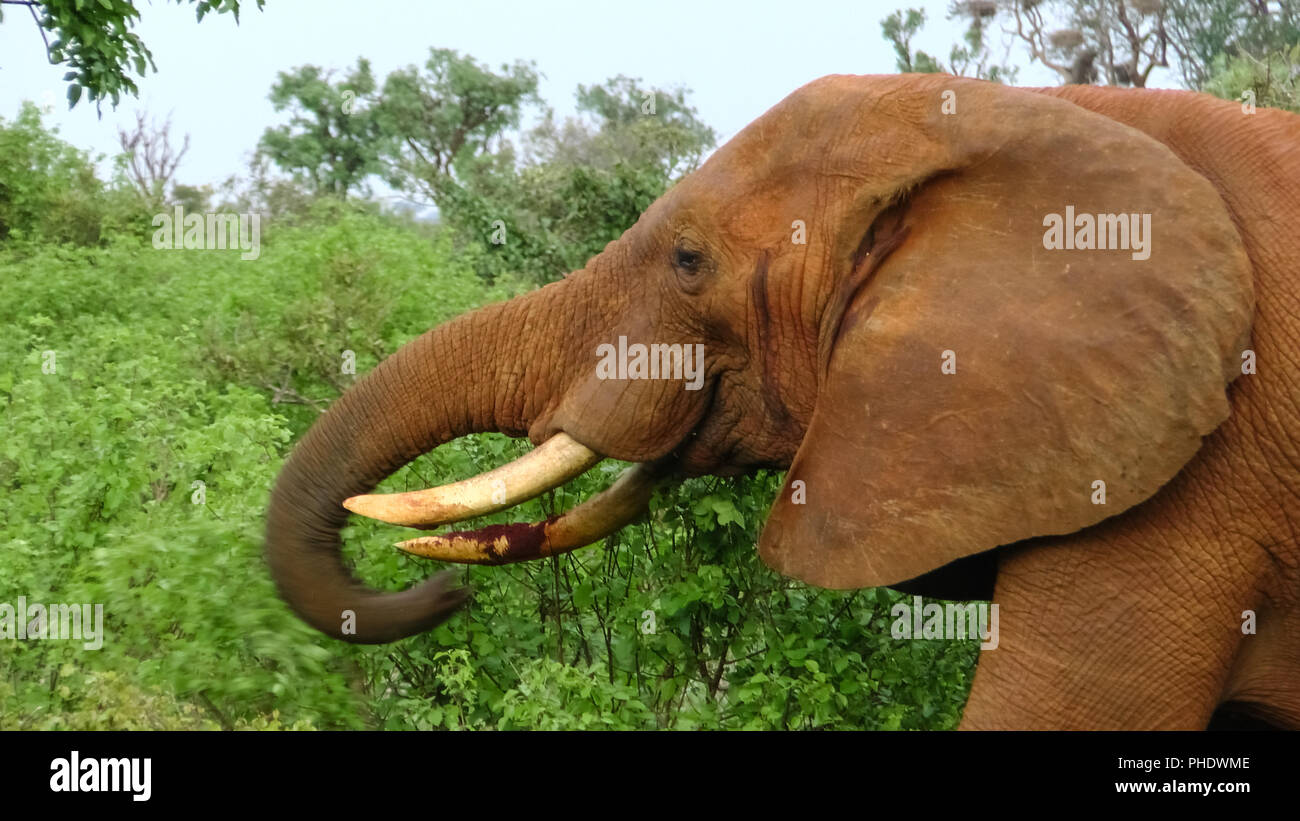 Kenya elephants hi-res stock photography and images - Alamy