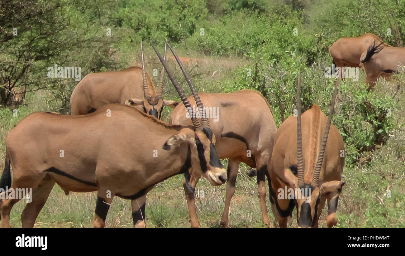 Antelopes in Kenya Stock Photo - Alamy