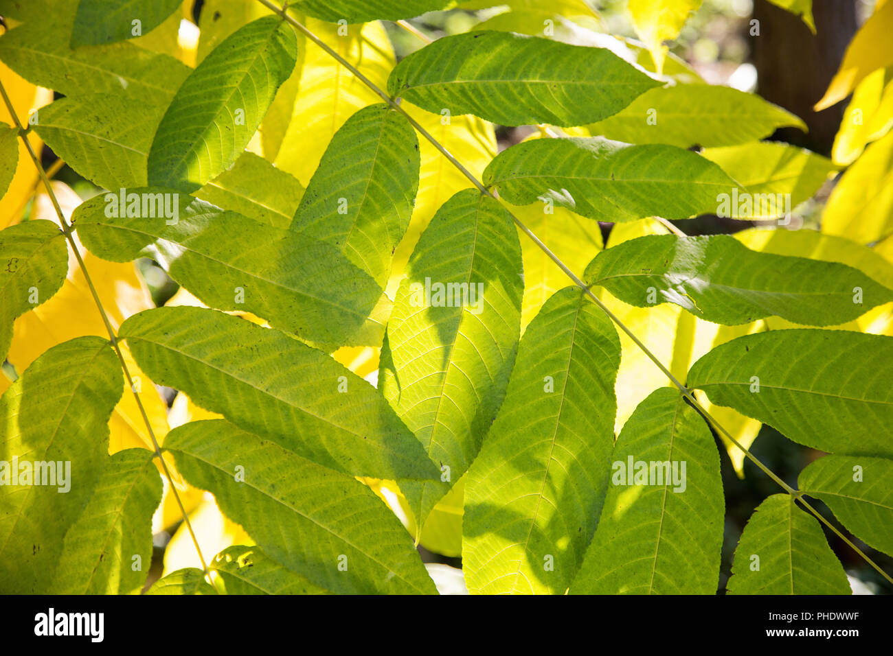 Walnut Tree In Autumn High Resolution Stock Photography and Images - Alamy