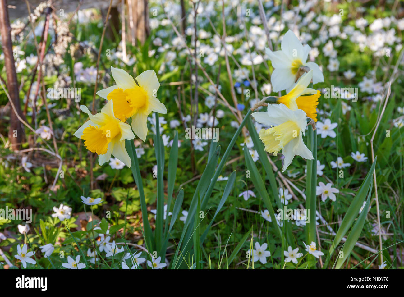 Perennial meadow garden hi-res stock photography and images - Alamy