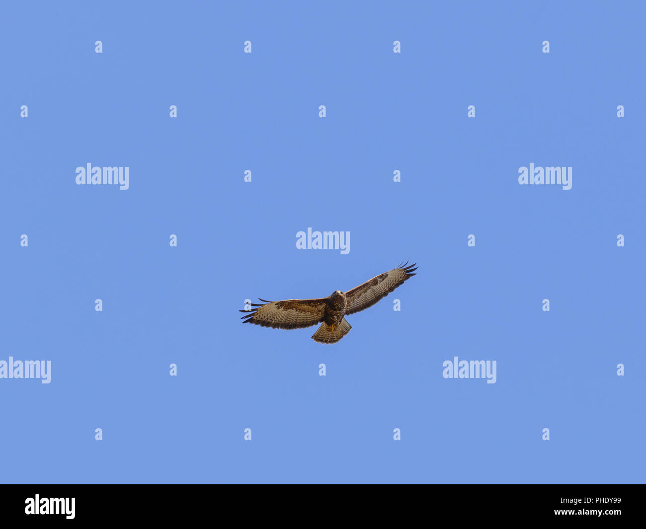 Flying Common Buzzard on a clear blue sky Stock Photo - Alamy