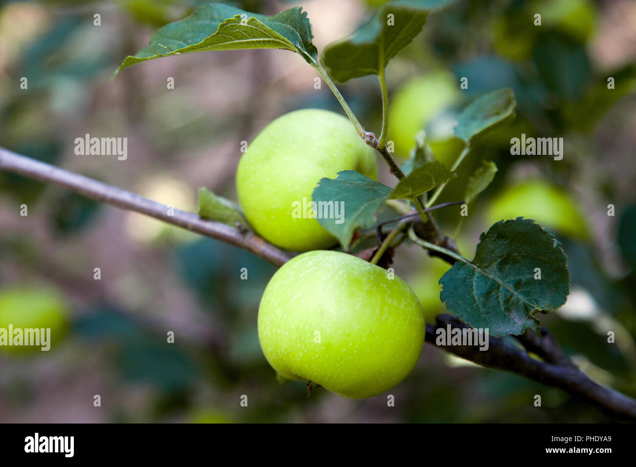 Close up view of the tree branch with organic apple on branch, fruits ...