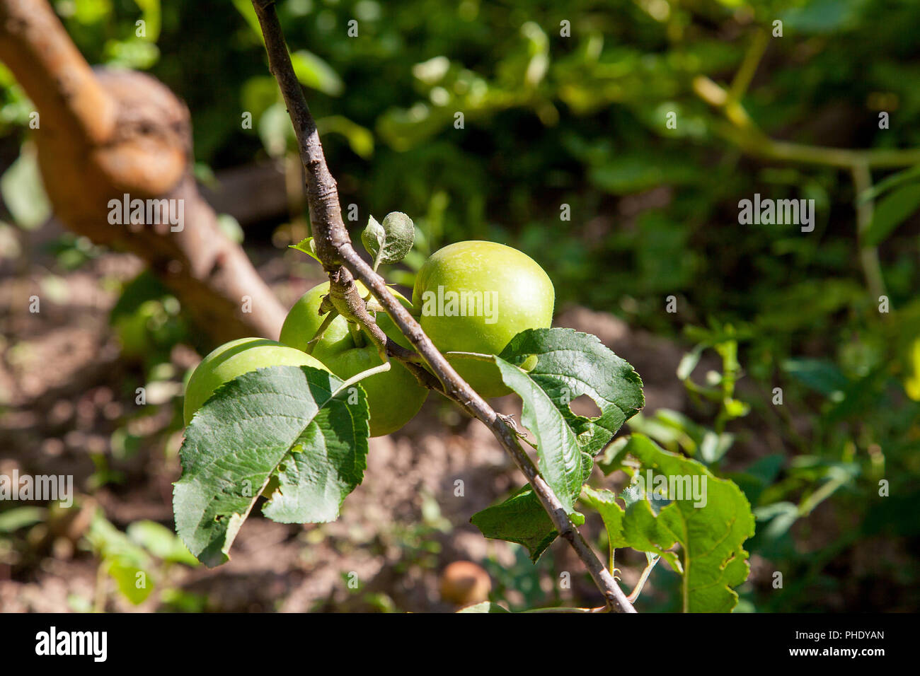 Close up view of the tree branch with organic apple on branch, fruits ...