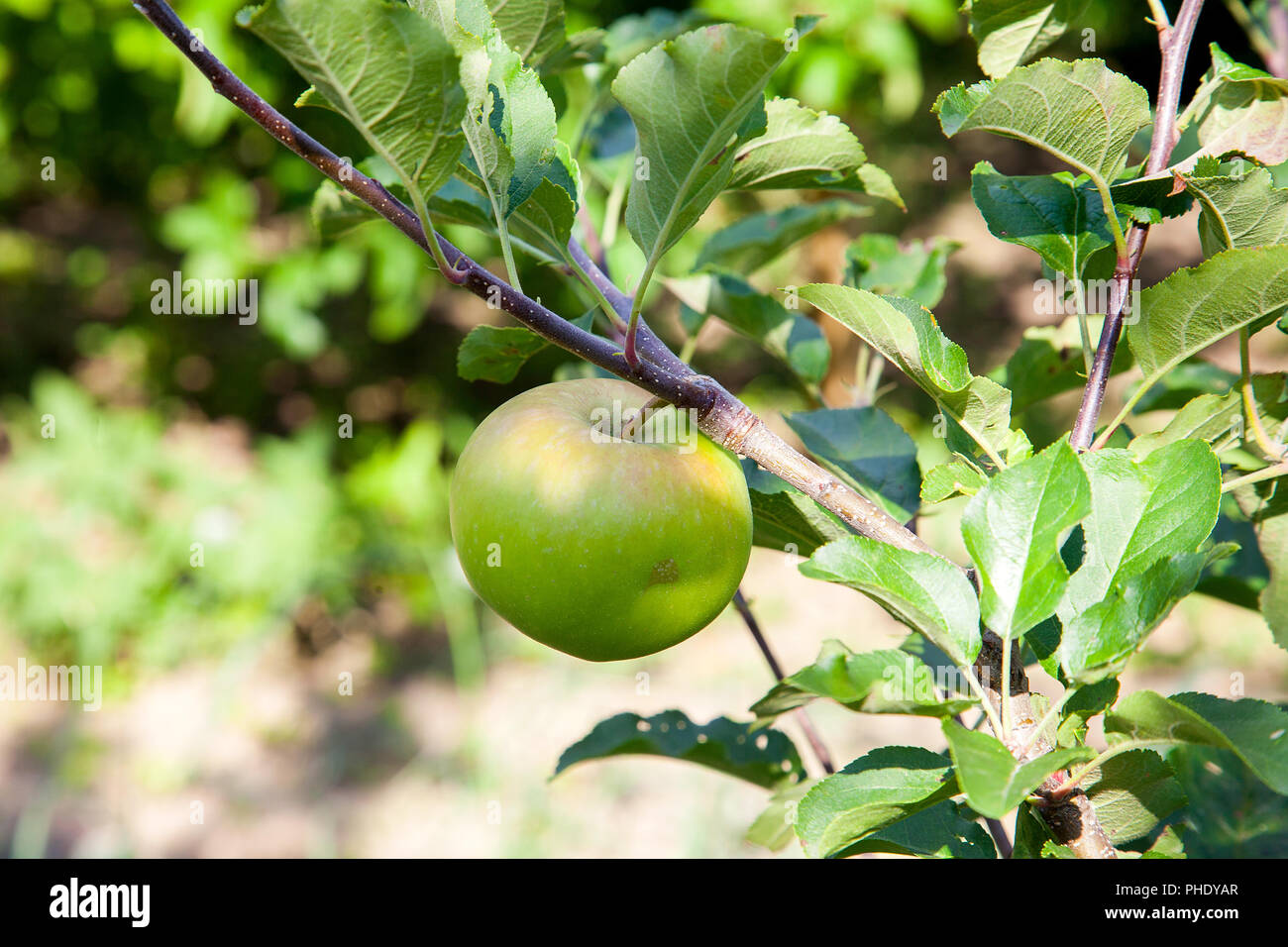 Close up view of the tree branch with organic apple on branch, fruits ...