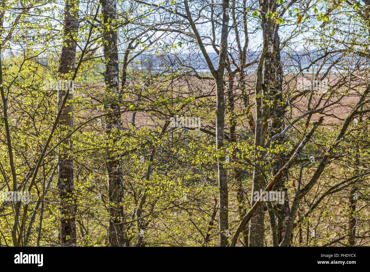 Greenery day hi-res stock photography and images - Alamy