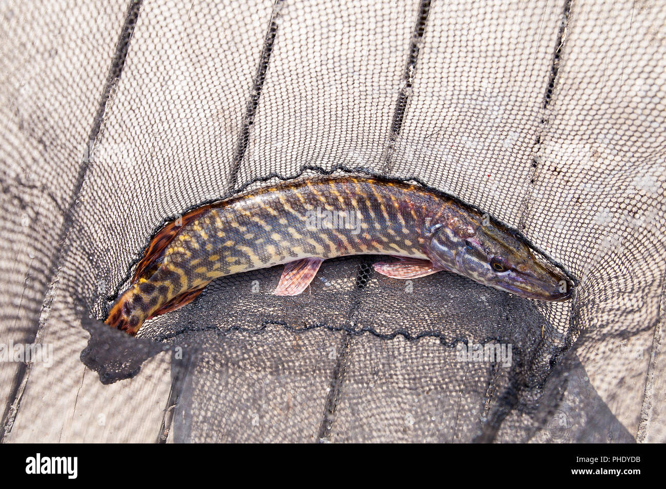 Freshwater Northern pike fish know as Esox Lucius lying on black ...