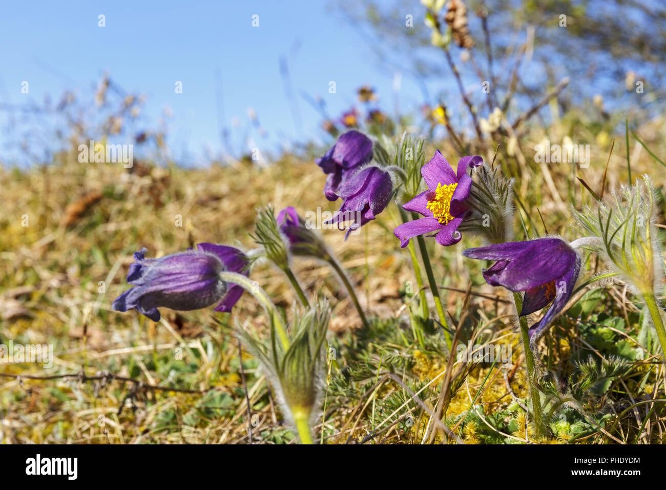 Group blooming pasque flowers hi-res stock photography and images - Alamy