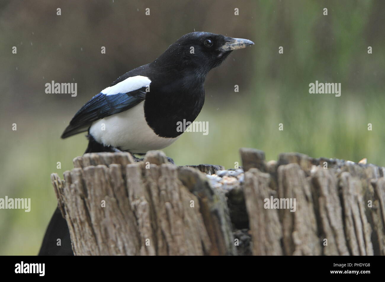 Magpie tree stump hi-res stock photography and images - Alamy