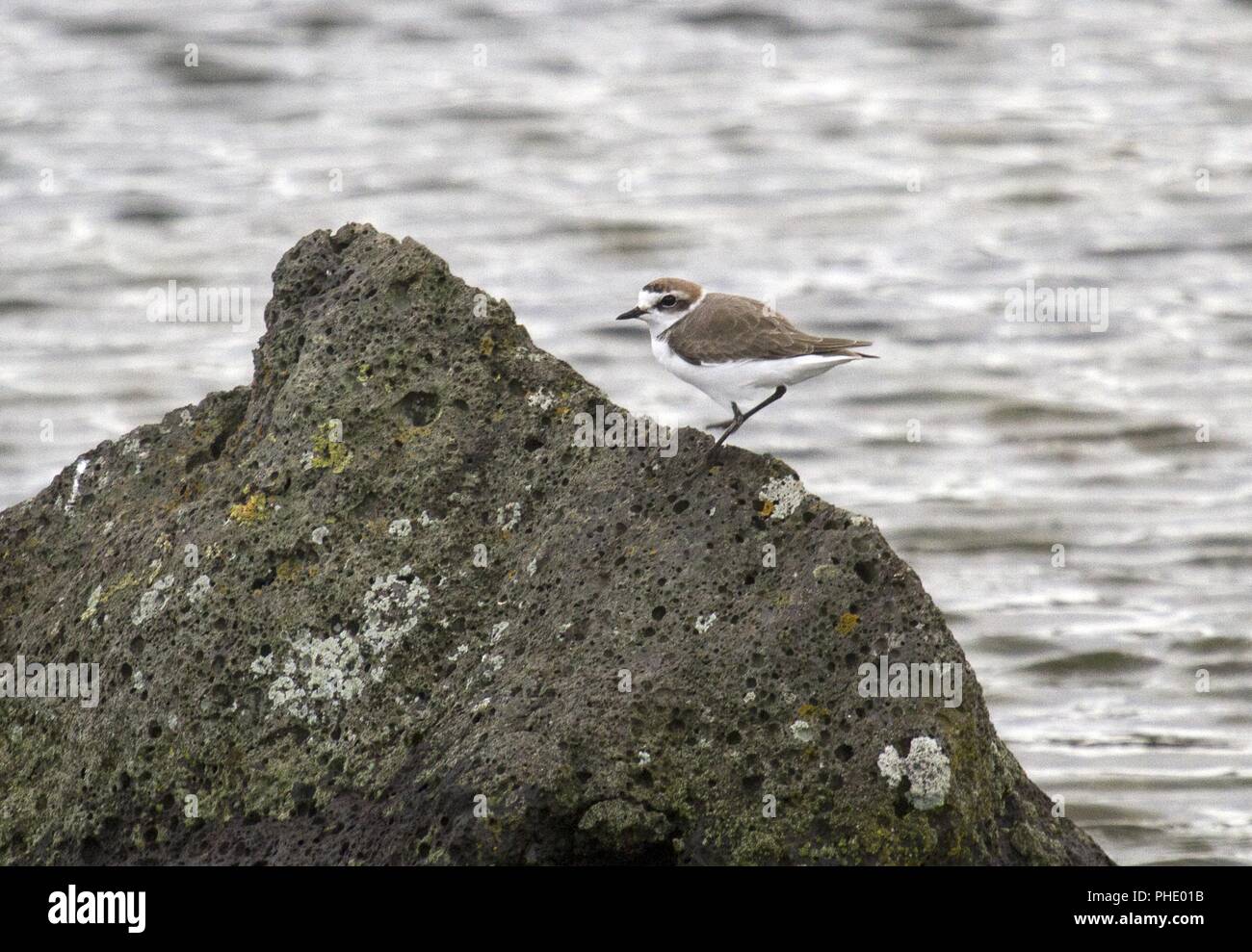Plover island hi-res stock photography and images - Alamy