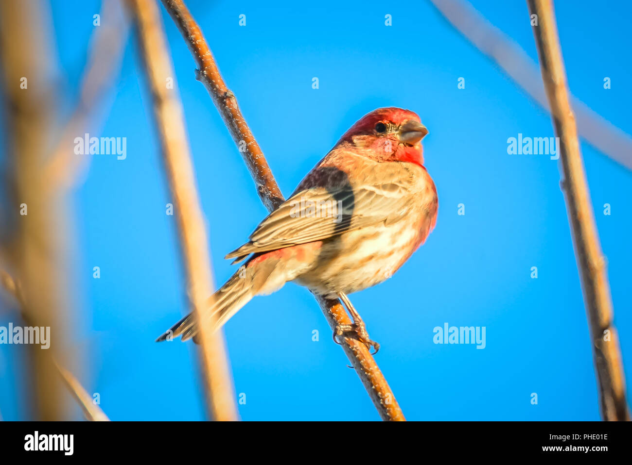 House finch pair hi-res stock photography and images - Alamy