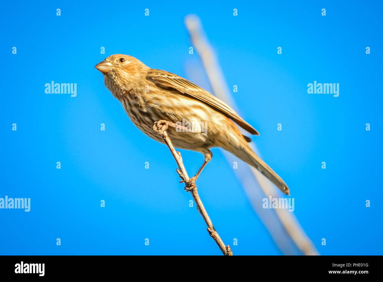 House finch pair hi-res stock photography and images - Alamy