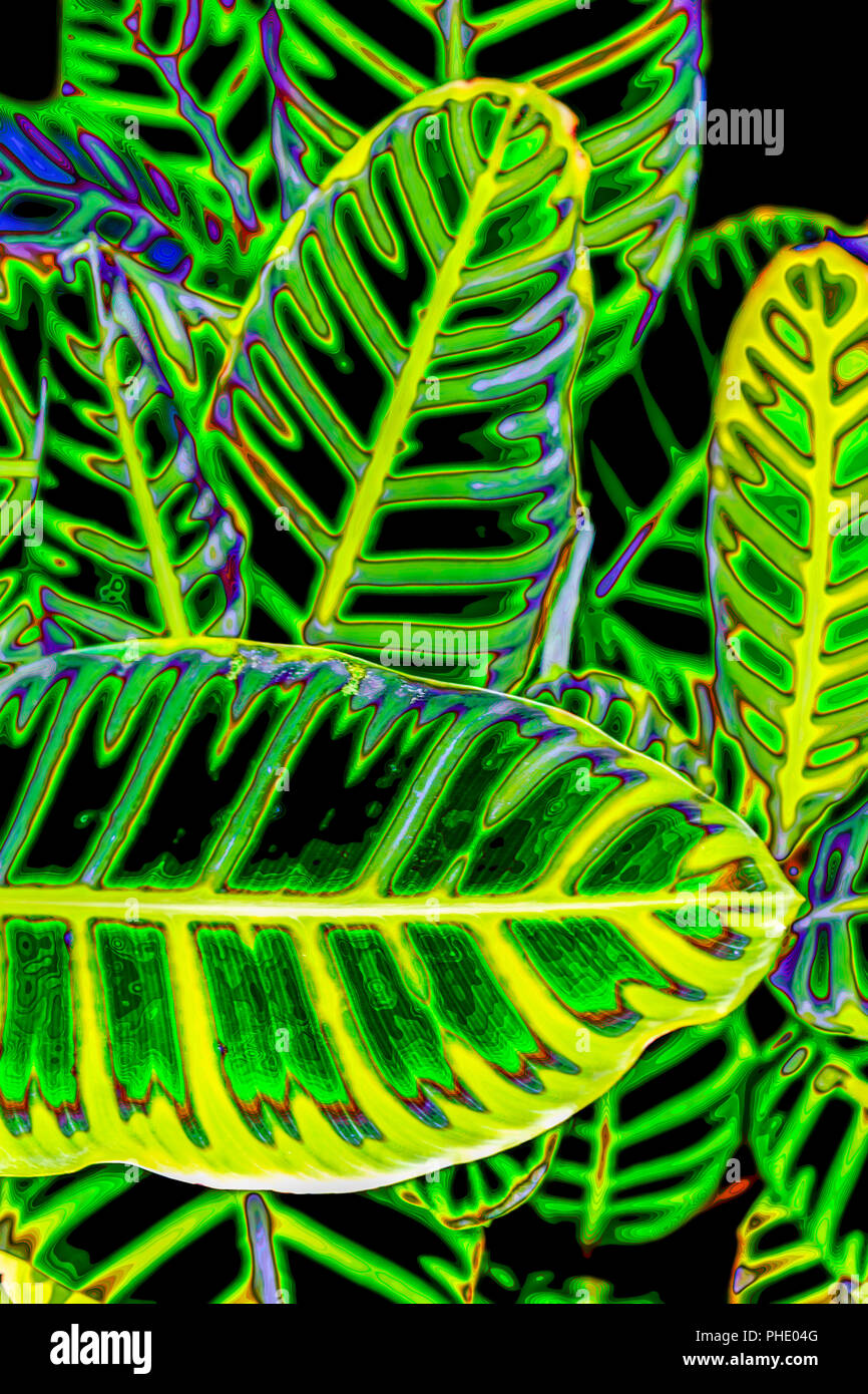 Digital image: Converted from photograph - Costa Rica Leaf - abstract ...