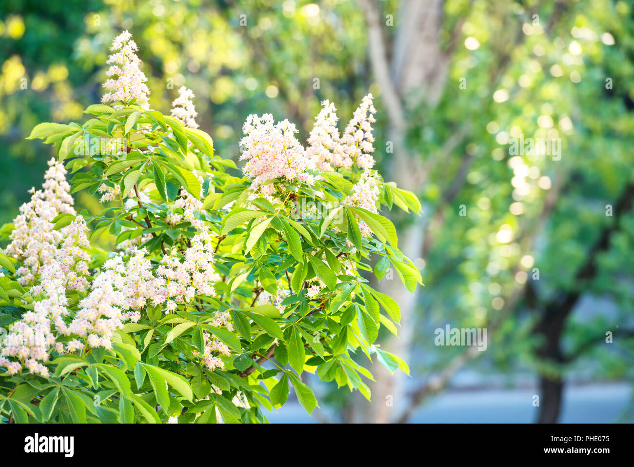 Chestnut tree in bloom hi-res stock photography and images - Alamy