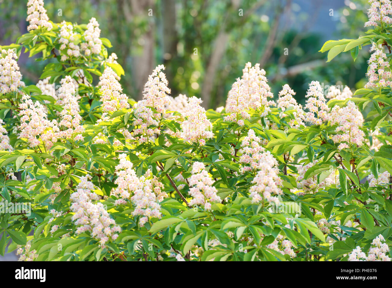 May tree in blossom hi-res stock photography and images - Alamy