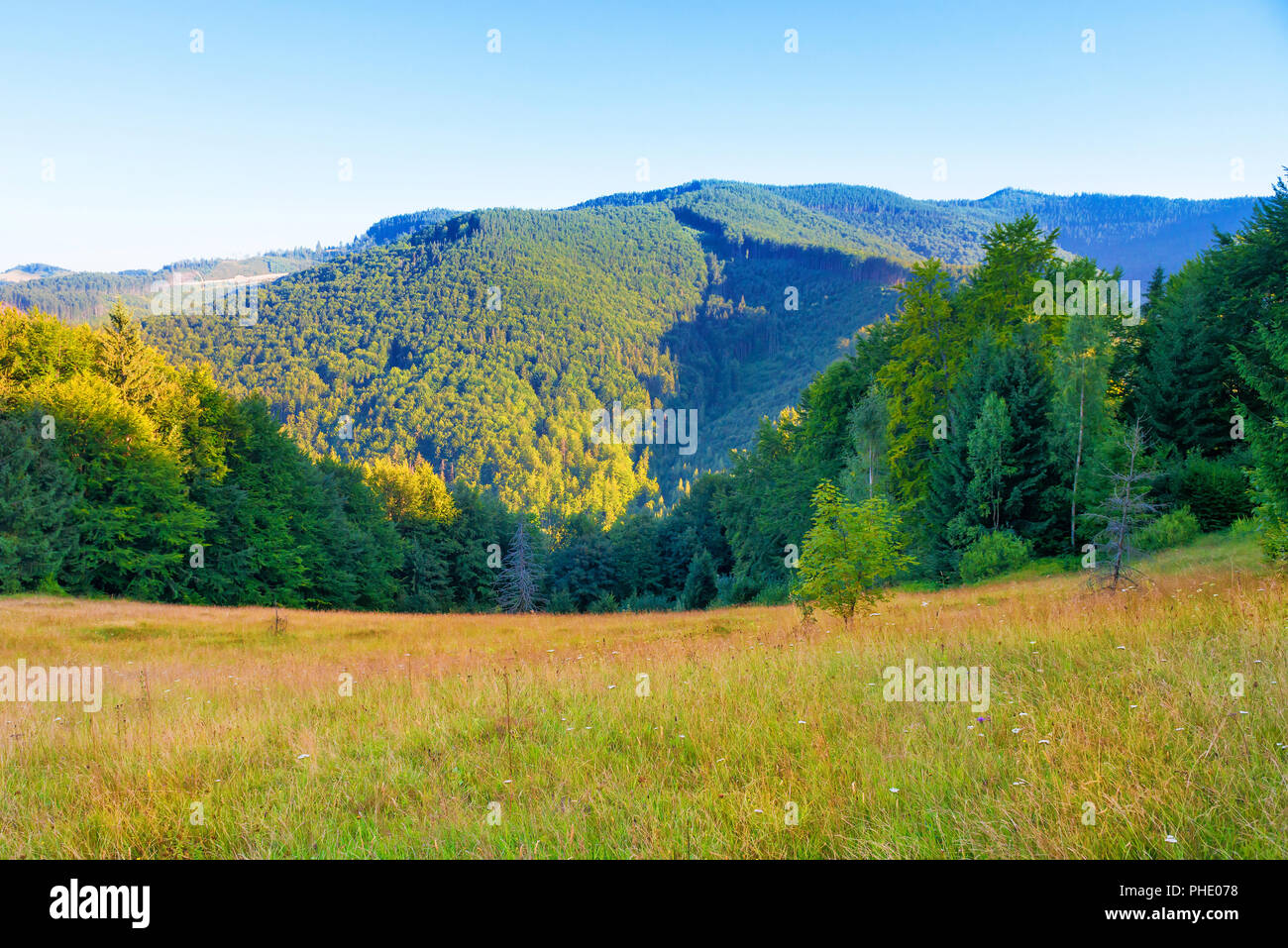 Green pine forest mountain hi-res stock photography and images - Alamy