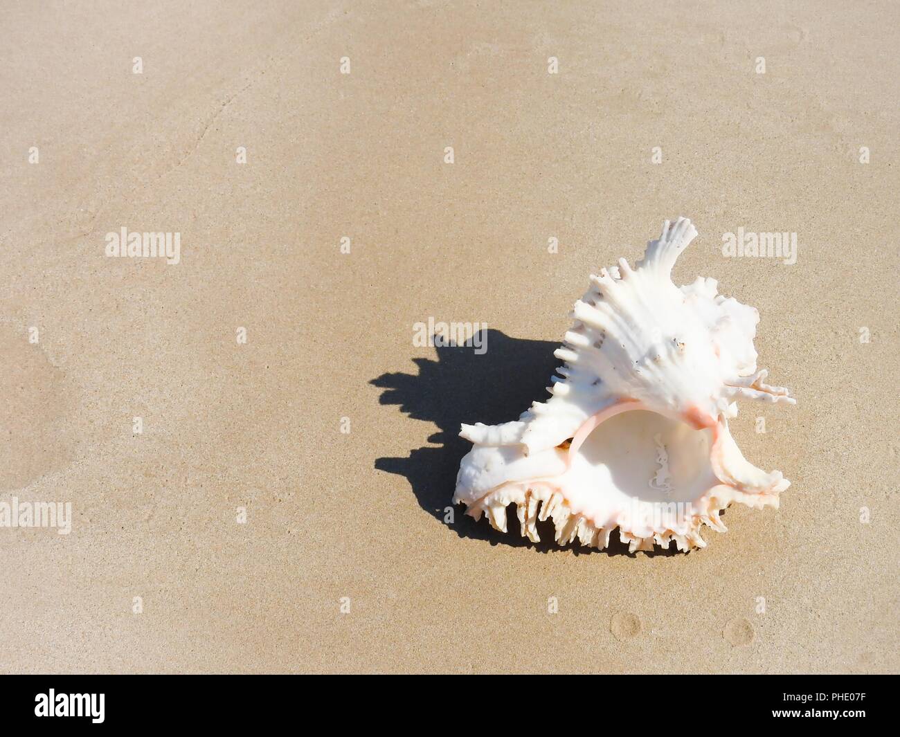 Seashell on the beach Stock Photo - Alamy