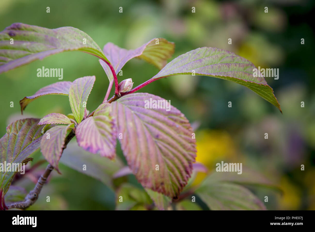 garden plant branch detail Stock Photo - Alamy
