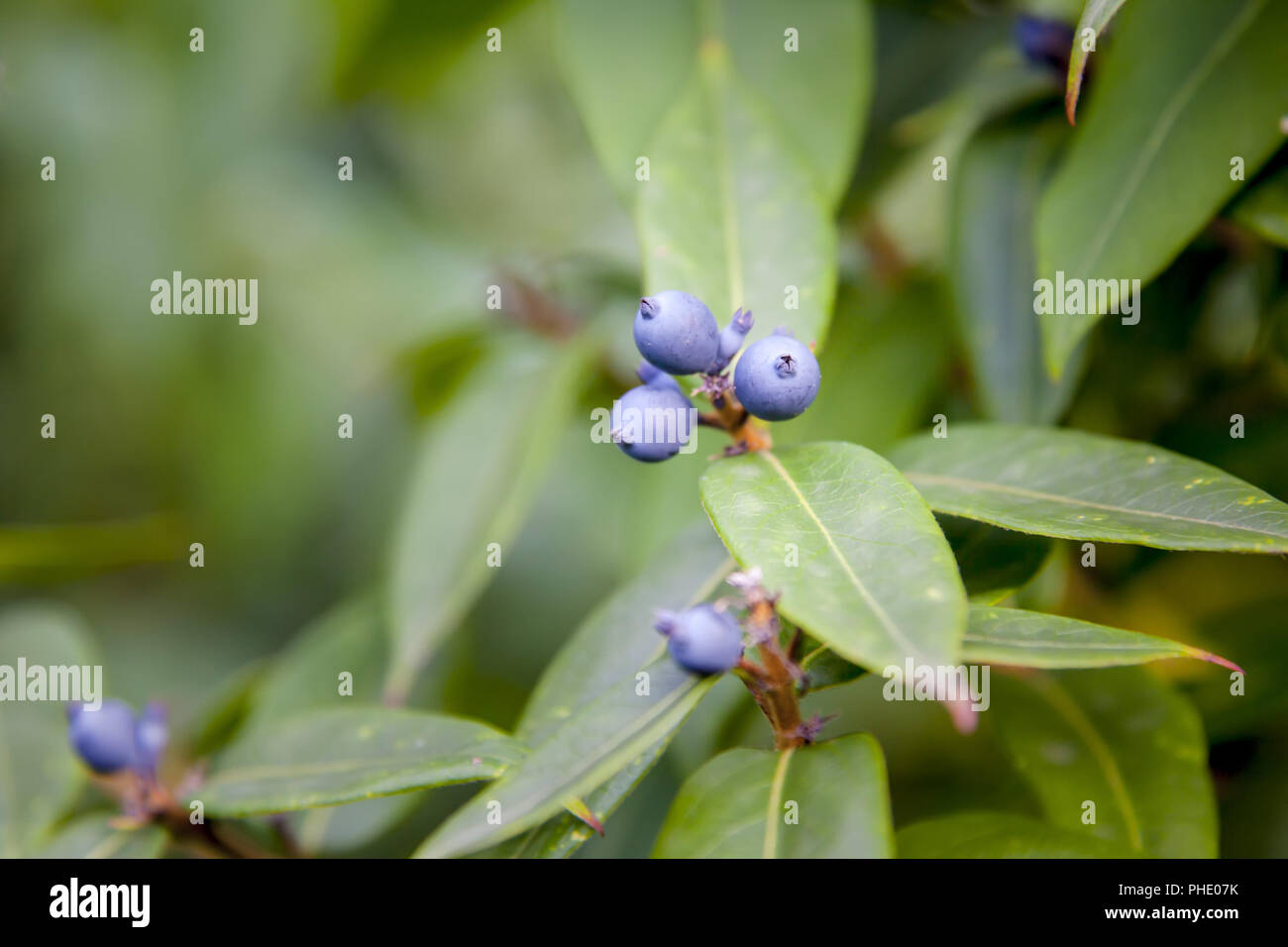 Plant branch hi-res stock photography and images - Alamy