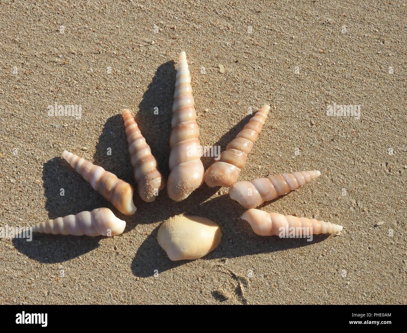 Seashell on the beach Stock Photo - Alamy