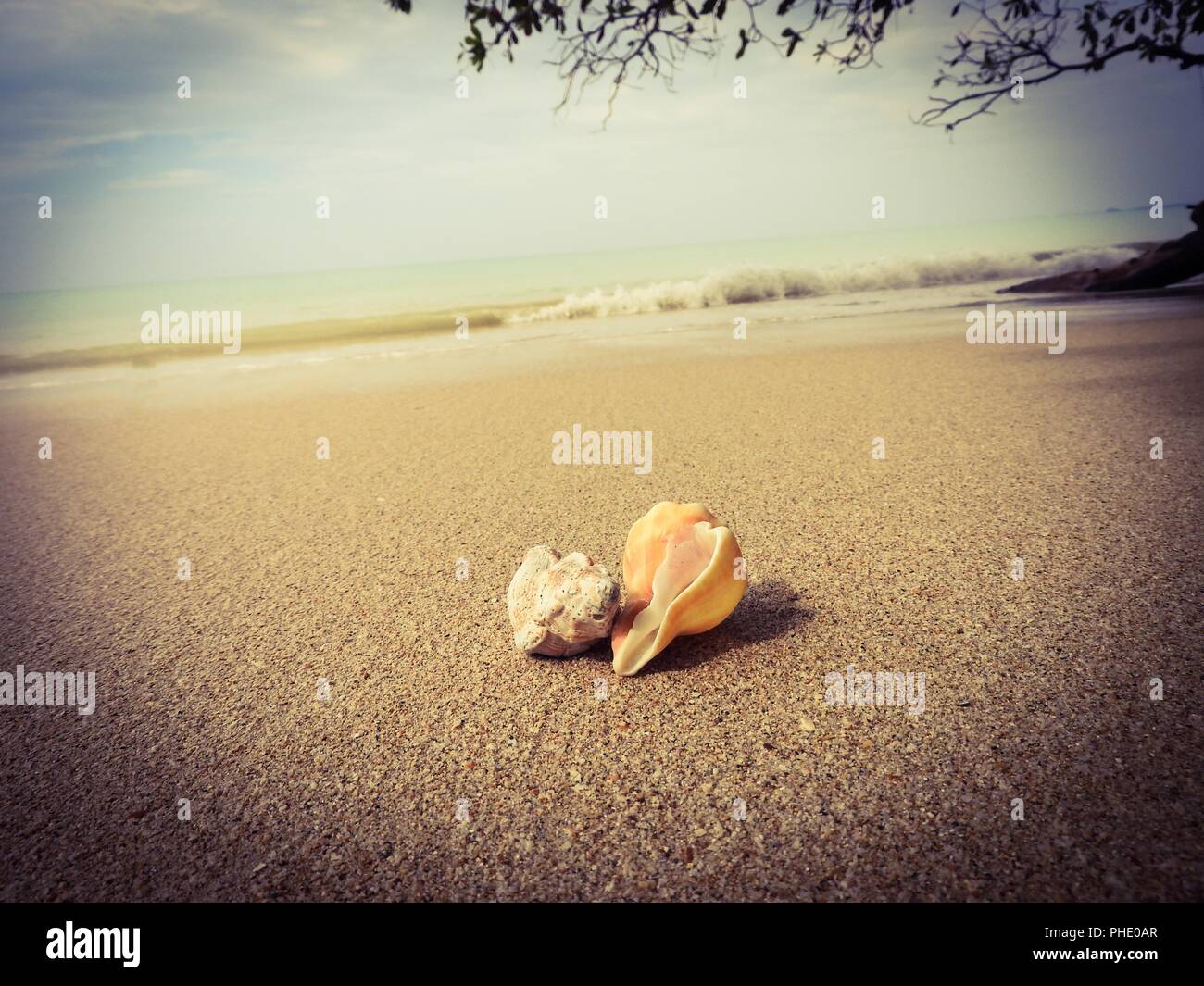 Seashell on the beach Stock Photo - Alamy