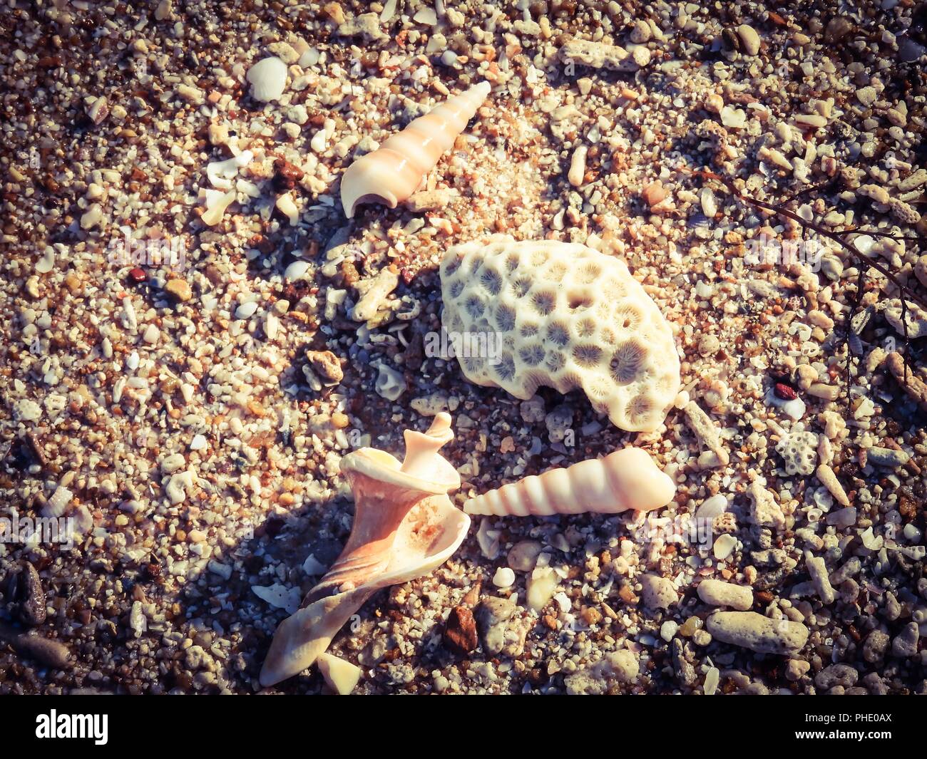 Seashell on the beach Stock Photo - Alamy