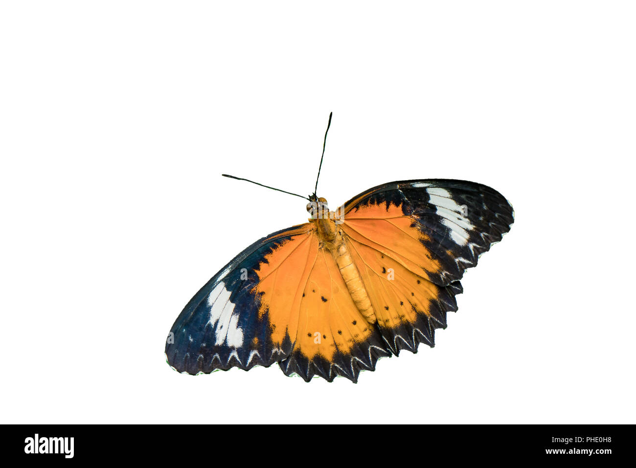 Beautiful orange Cethosia cyane butterfly isolated on white background ...