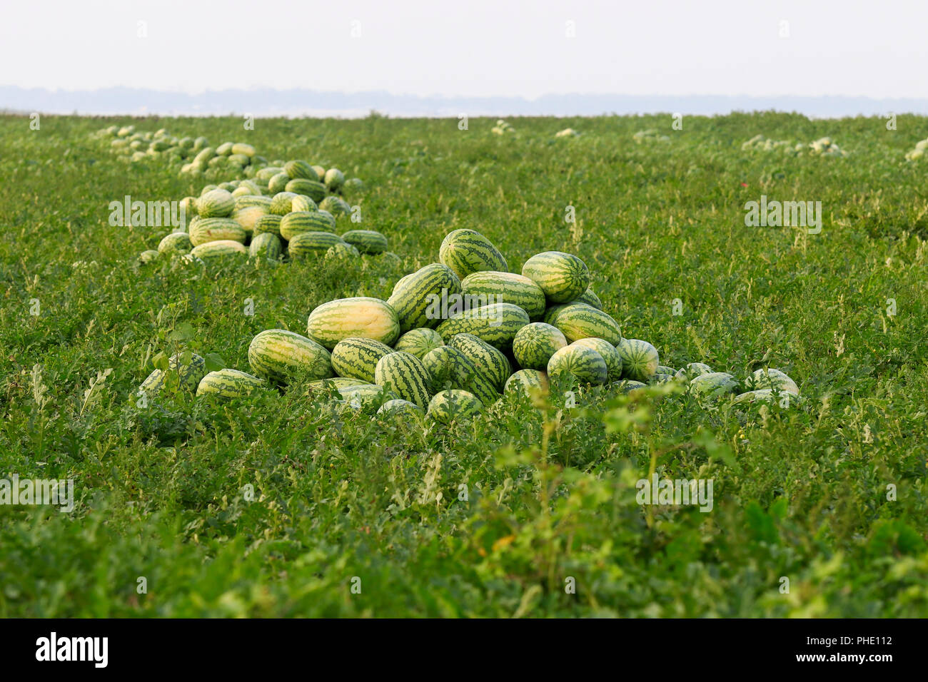 Watermelon in a field at Rangabali in Patuakhali district, Bangladesh Stock Photo - Alamy