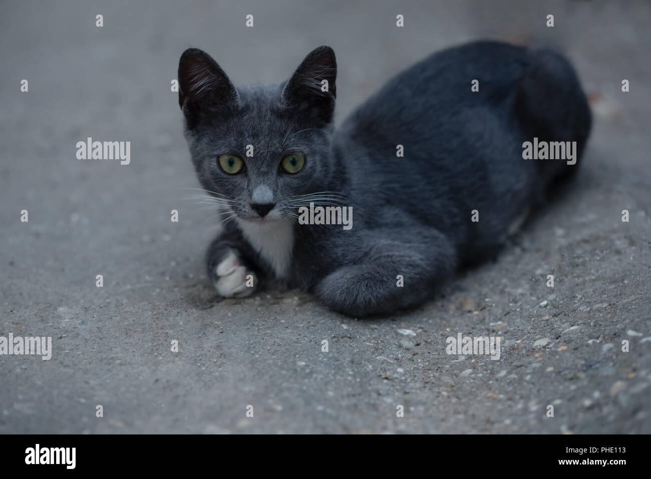 Lovely kitty with grey fur Stock Photo - Alamy