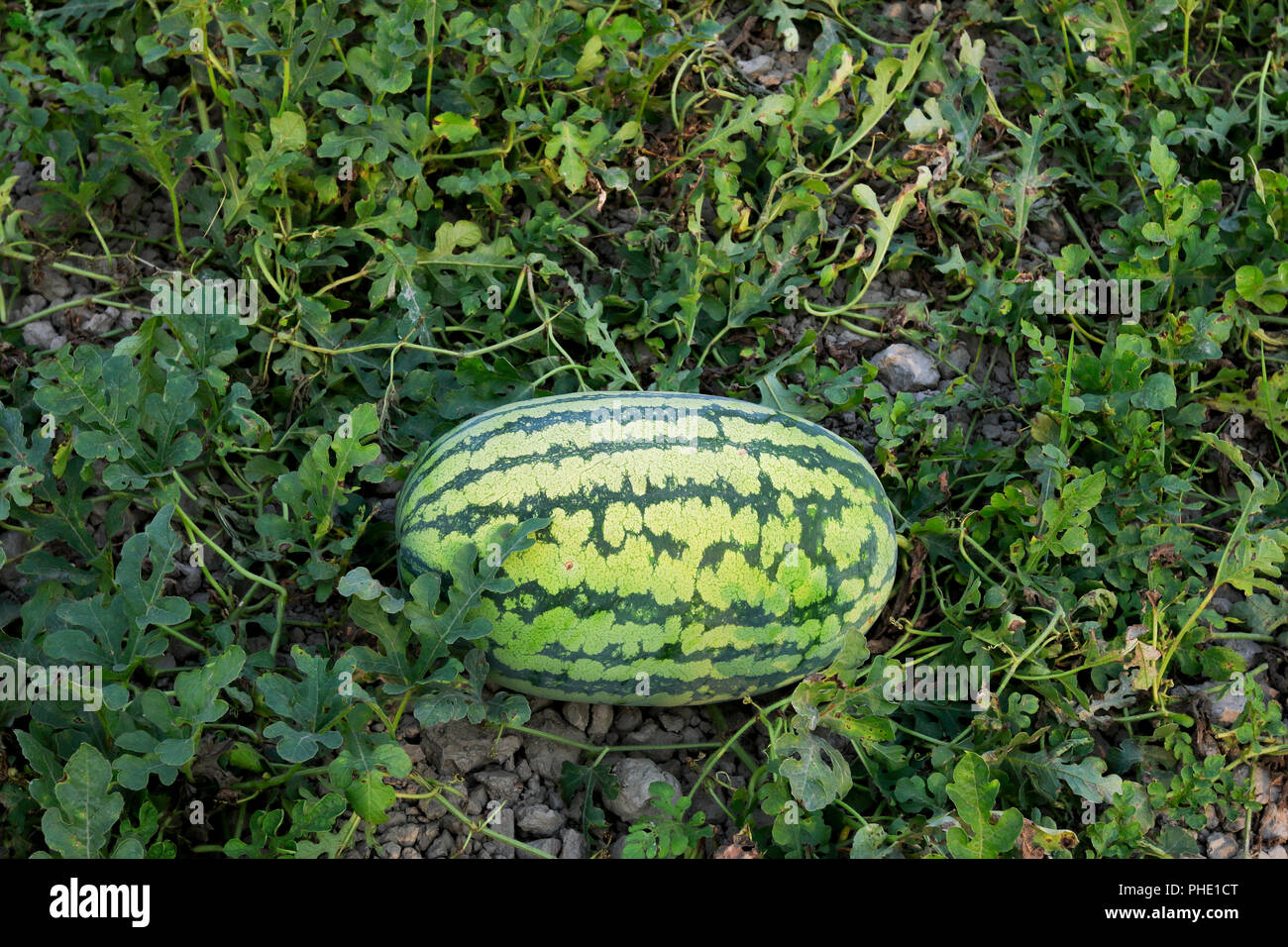 Watermelon in a field at Rangabali in Patuakhali district, Bangladesh ...