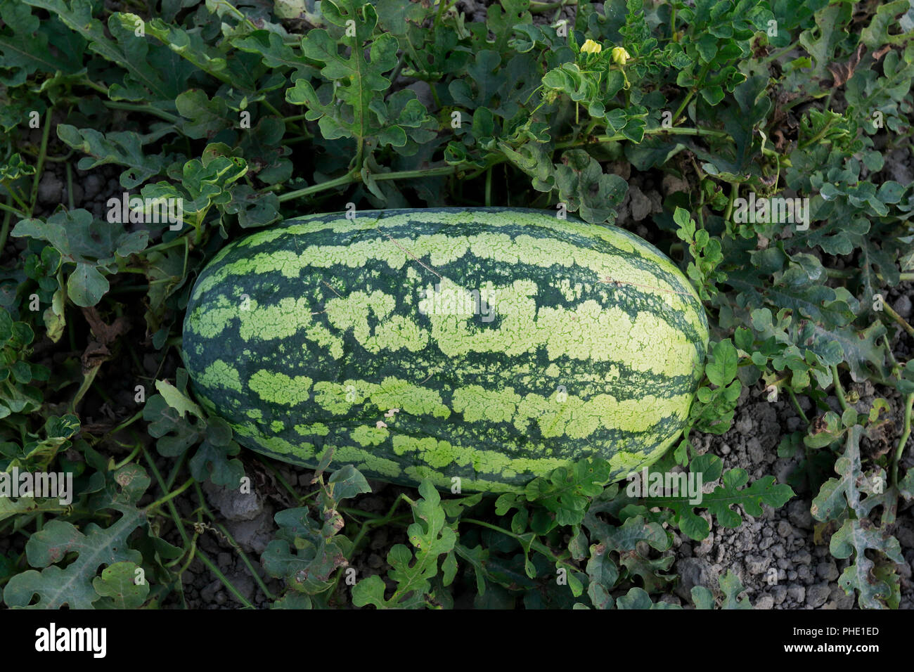 Watermelon in a field at Rangabali in Patuakhali district, Bangladesh ...