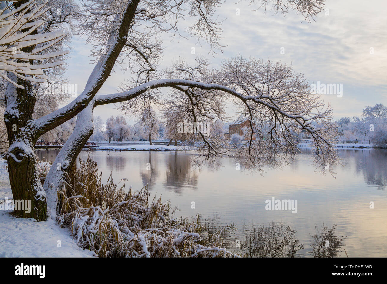 winter landscape with trees Stock Photo - Alamy