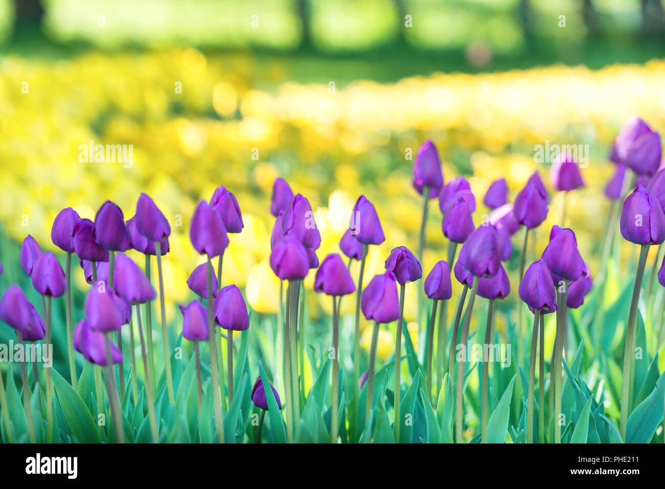 Lilac field hi-res stock photography and images - Alamy