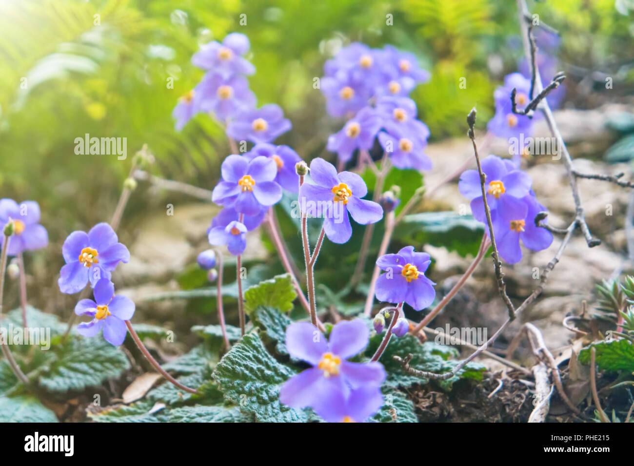 Violet wild plant hi-res stock photography and images - Alamy
