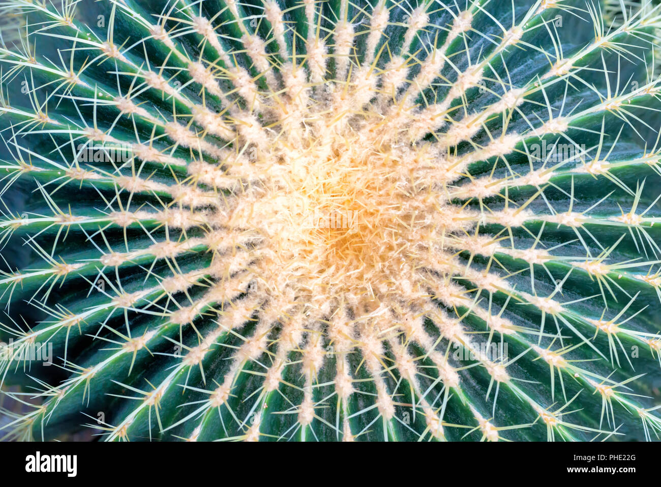 Big round golden barrel cactus Stock Photo - Alamy