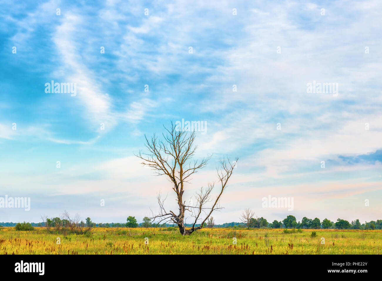 Horizon over trees hi-res stock photography and images - Alamy