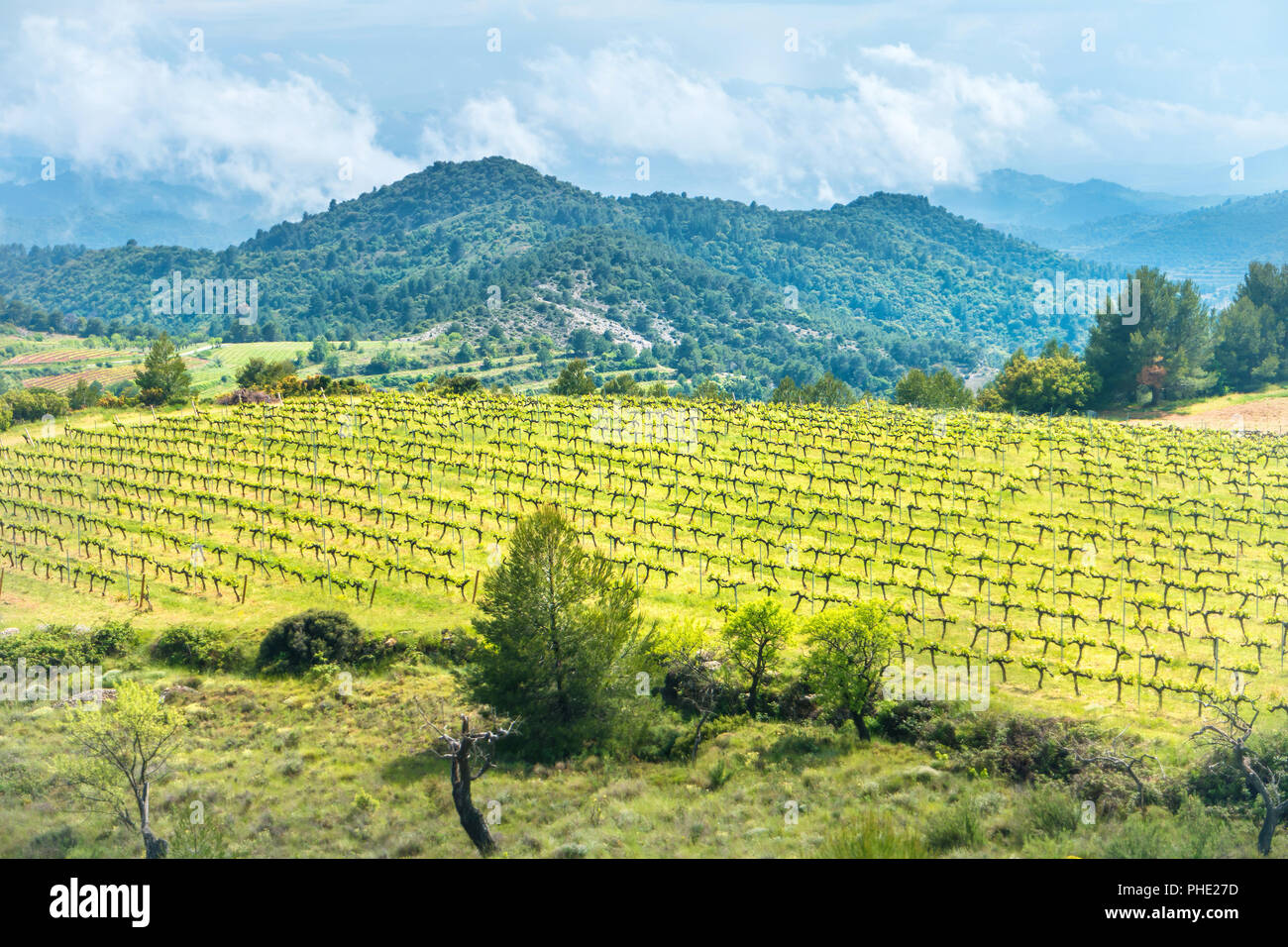Morning on wine farm hi-res stock photography and images - Alamy