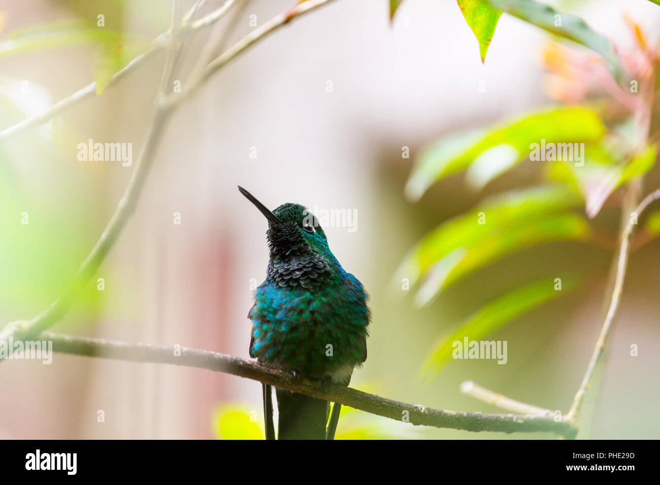 Coli flower hi-res stock photography and images - Alamy