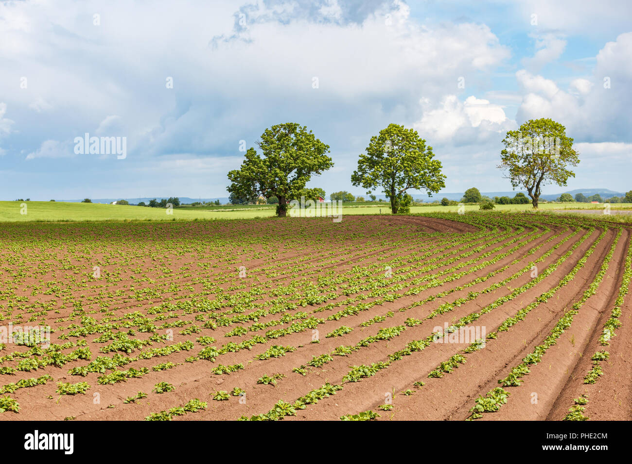 Cultivation on the ground hi-res stock photography and images - Alamy
