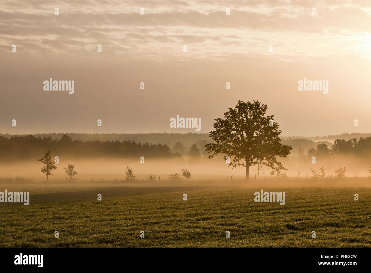 Ground mist hi-res stock photography and images - Alamy