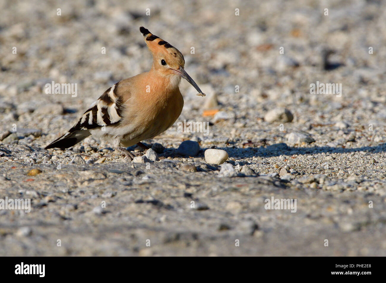 Hoopoe with eggs hi-res stock photography and images - Alamy